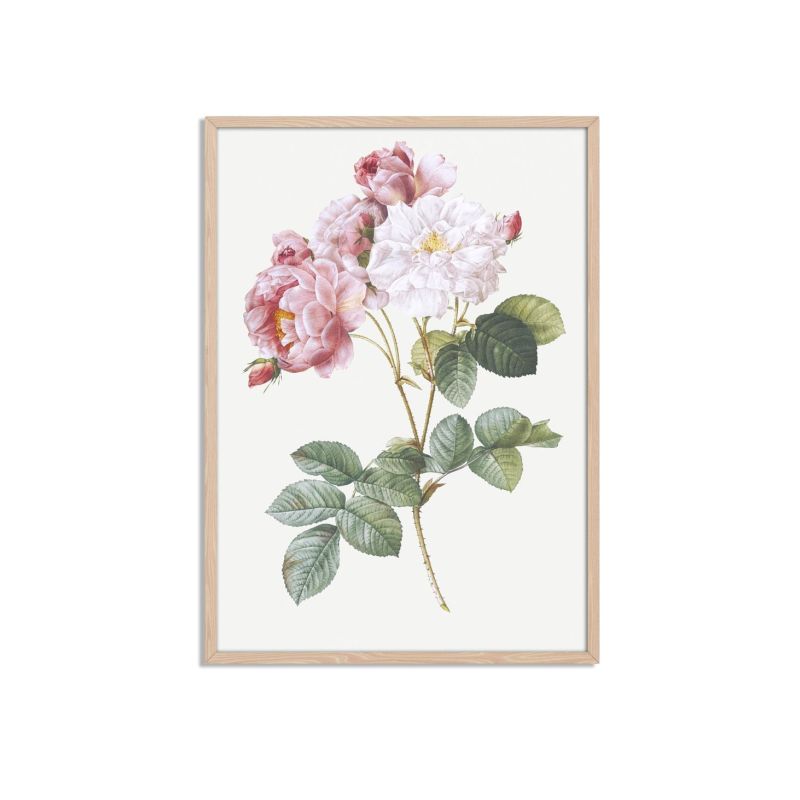 Botanisches Rosen Poster